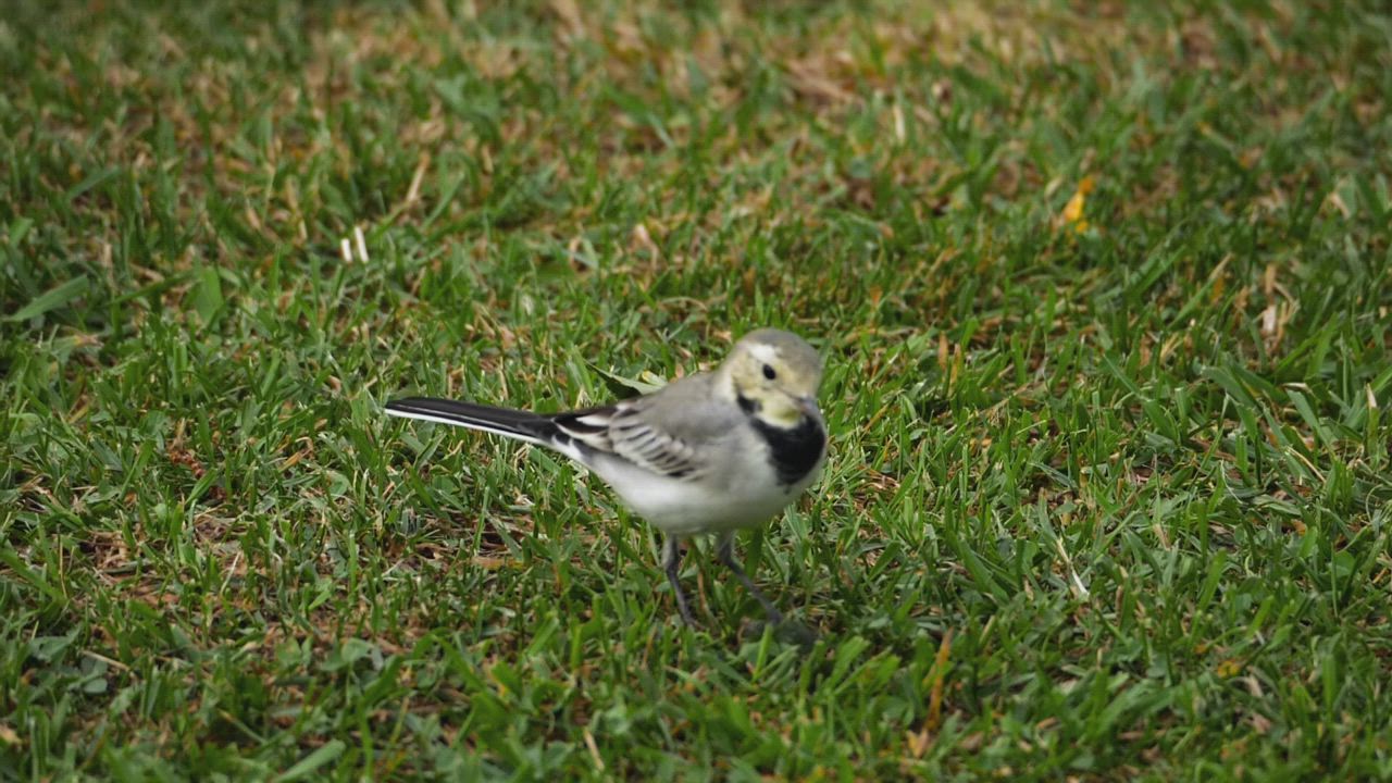 Bird walking on the grass - Free Stock Video