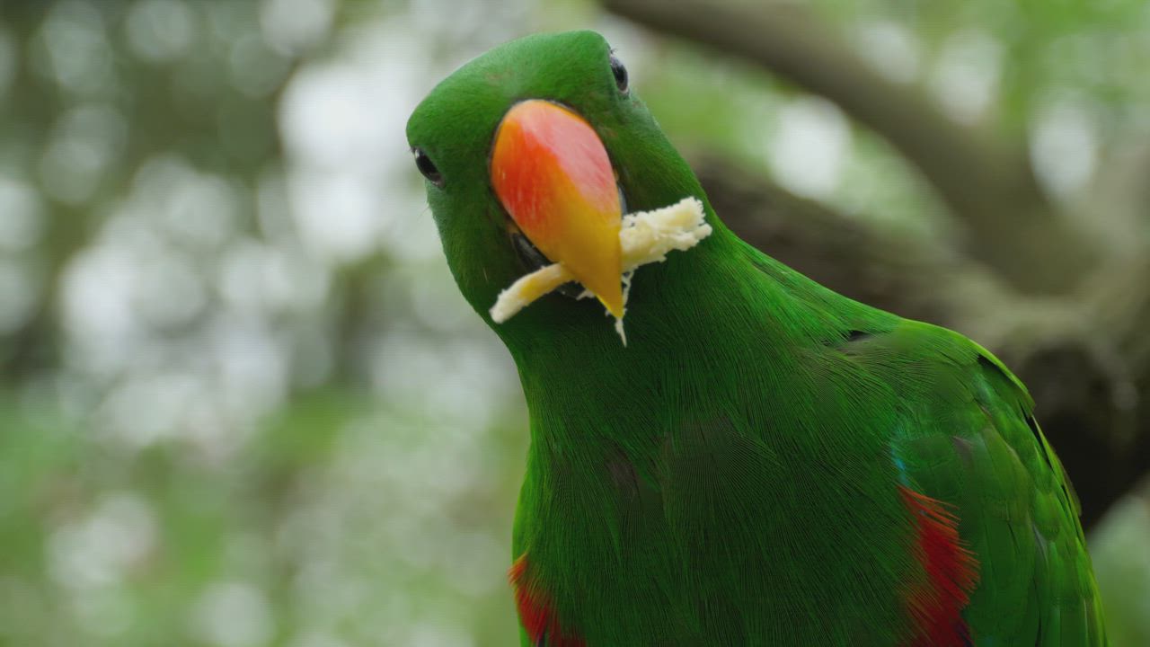 Parrot eating close up - Free Stock Video