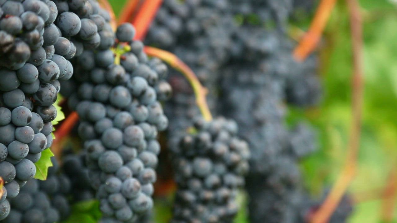 A cluster of grapes close up - Free Stock Video
