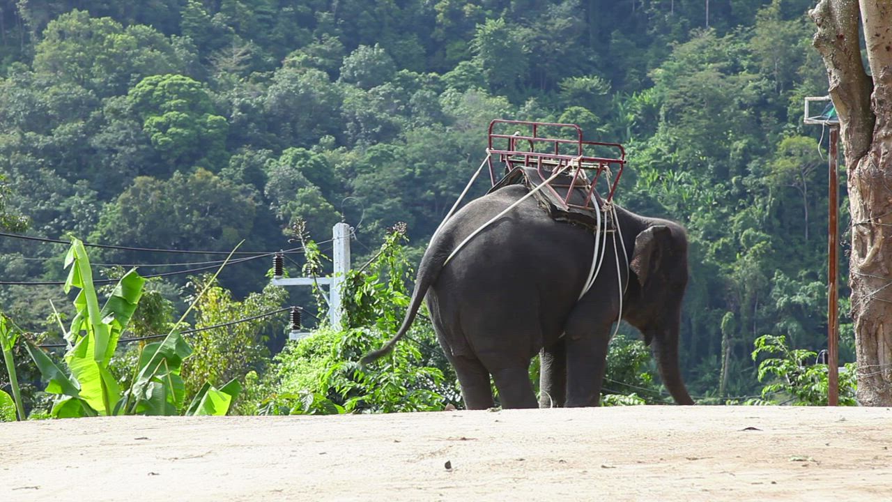 Elephant moving with rhythm - Free Stock Video