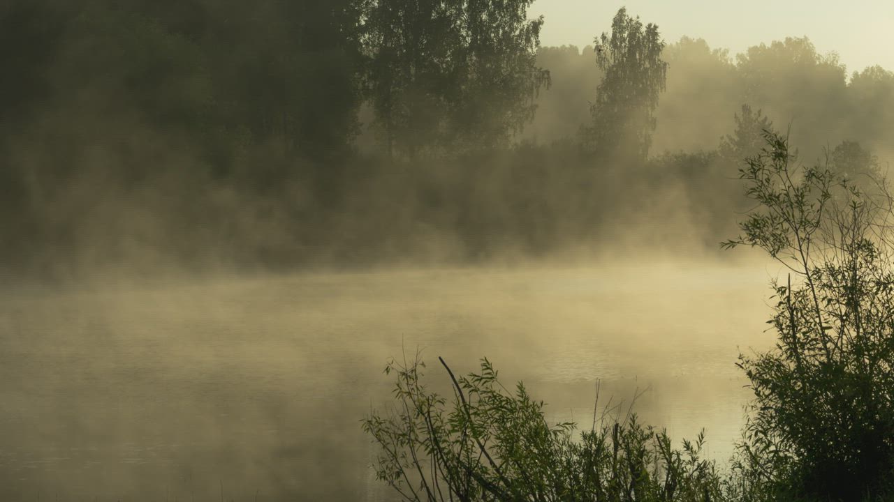Mist early morning in the forest - Free Stock Video