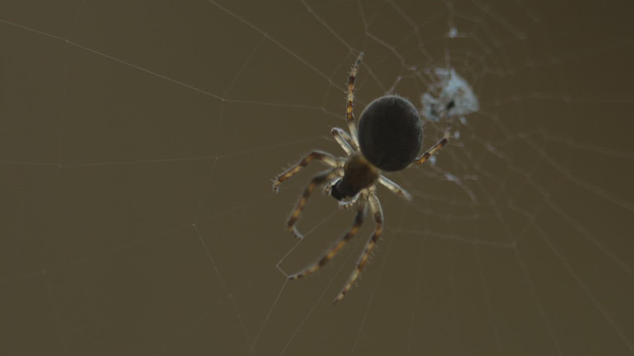 Spider moving in the web - Free Stock Video