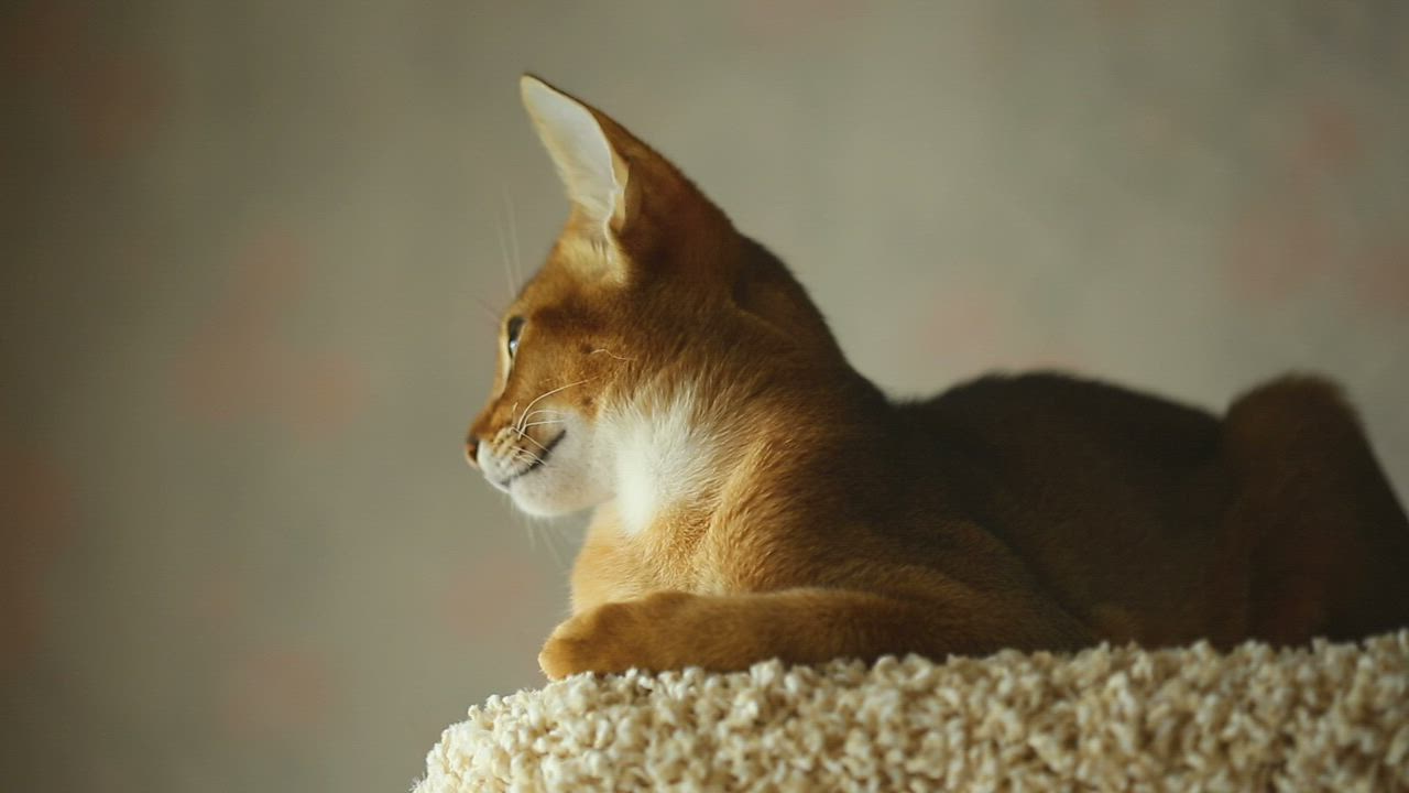 Calm kitten resting - Free Stock Video