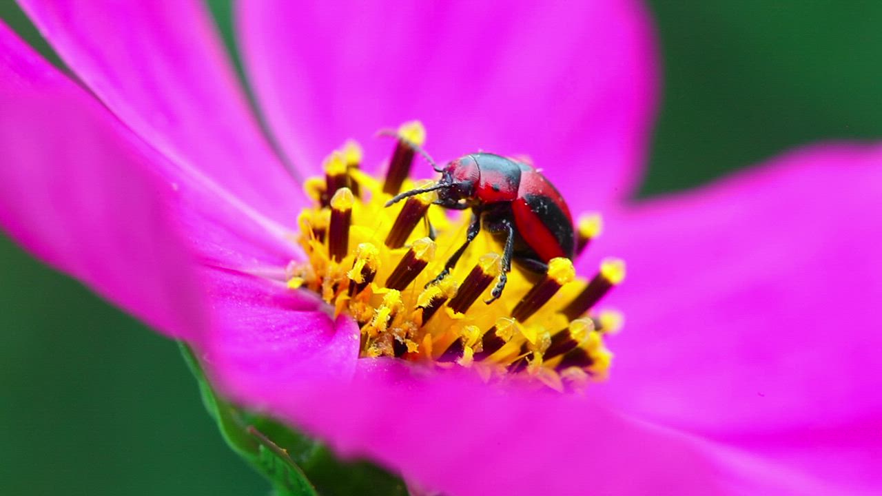 Beetle walking on a pink flower - Free Stock Video