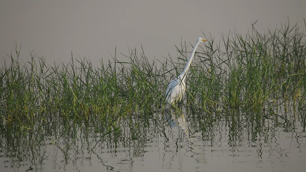 White bird between the grass in the lake - Free Stock Video