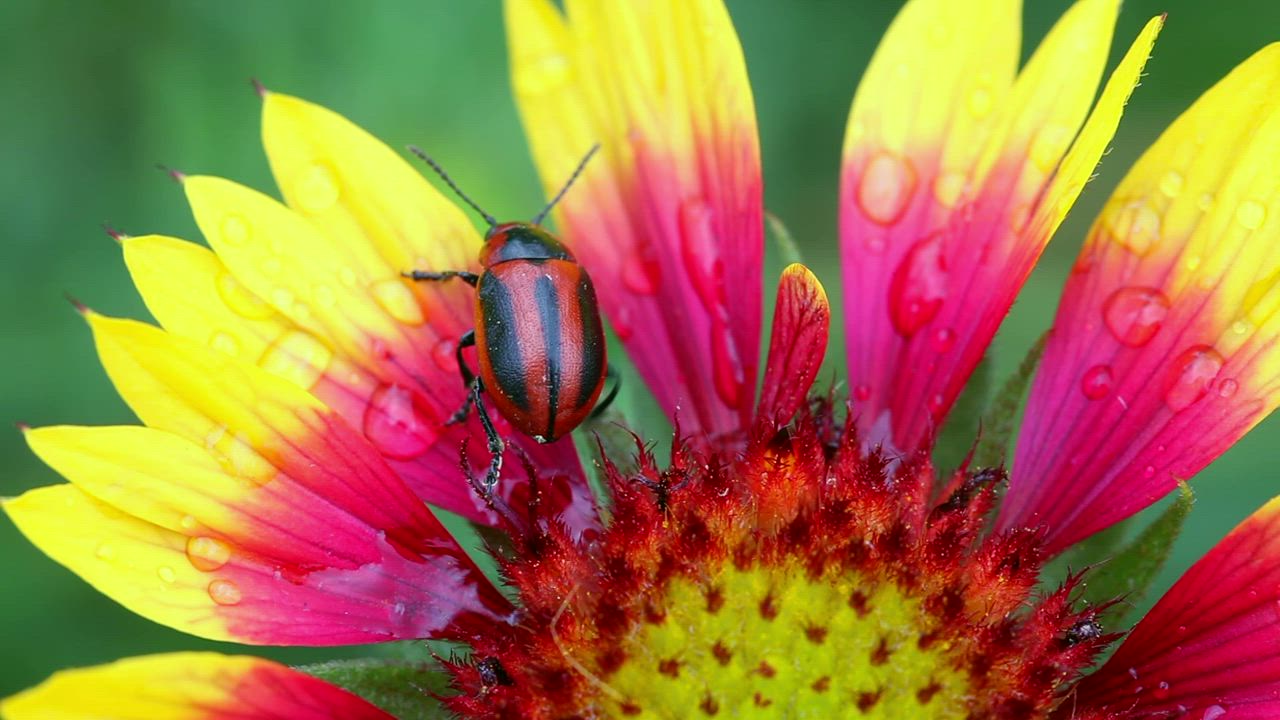 Beetle walking on flower petals - Free Stock Video