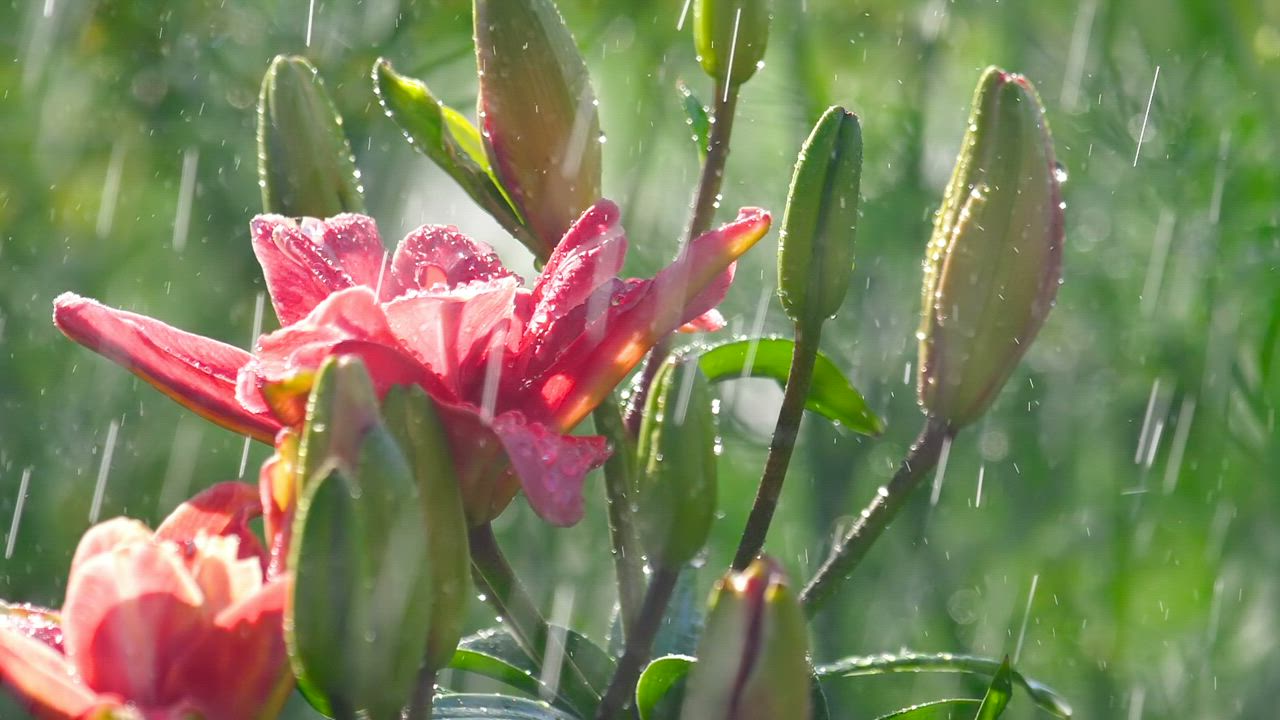 Pink lily flower under the rain - Free Stock Video