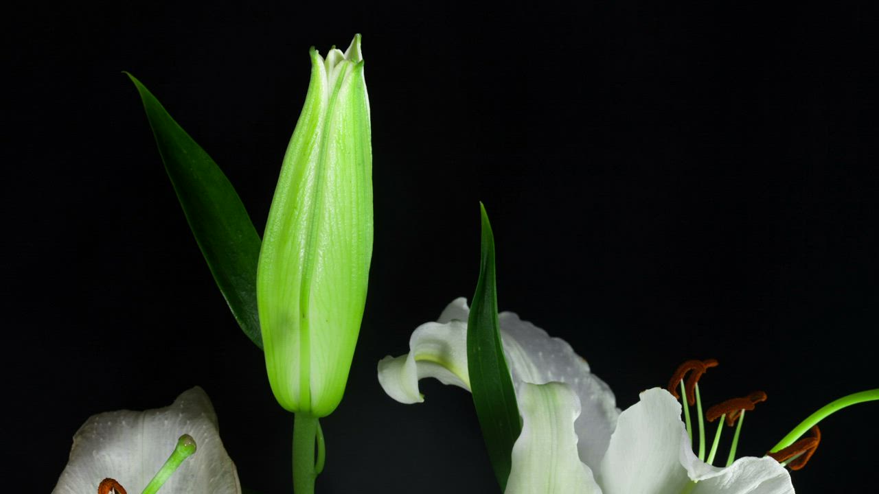 White flower opening in slow motion - Free Stock Video