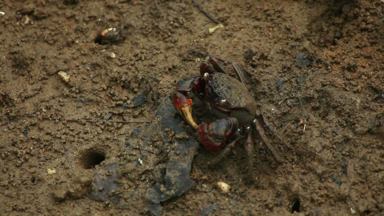 Crab eating in dirty mud - Free Stock Video