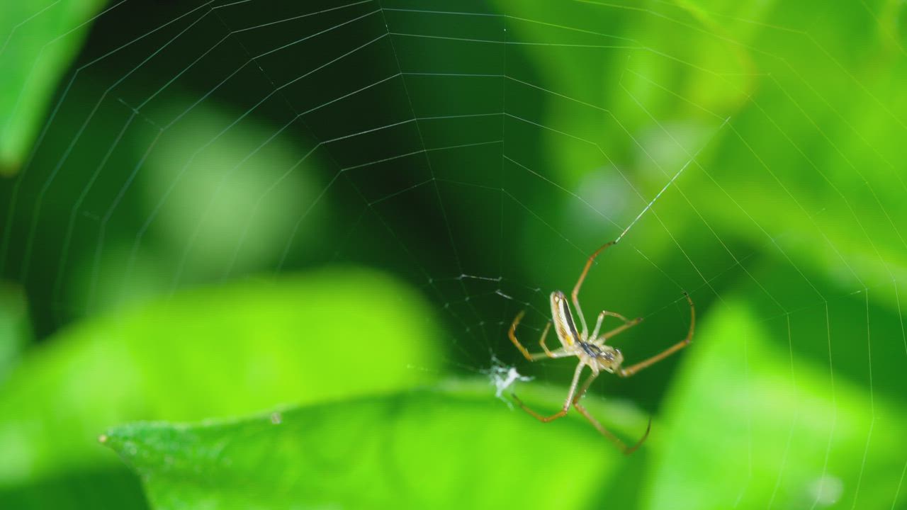 Spider walking on a web - Free Stock Video