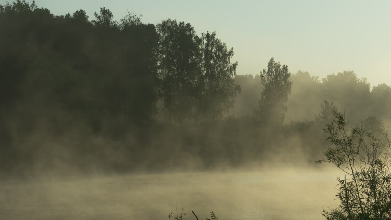 Mist in the forest lake - Free Stock Video