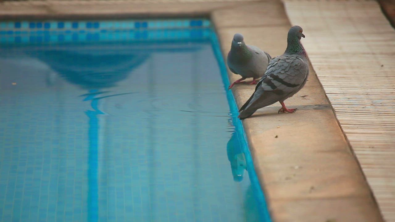Pigeons by the swimming pool - Free Stock Video