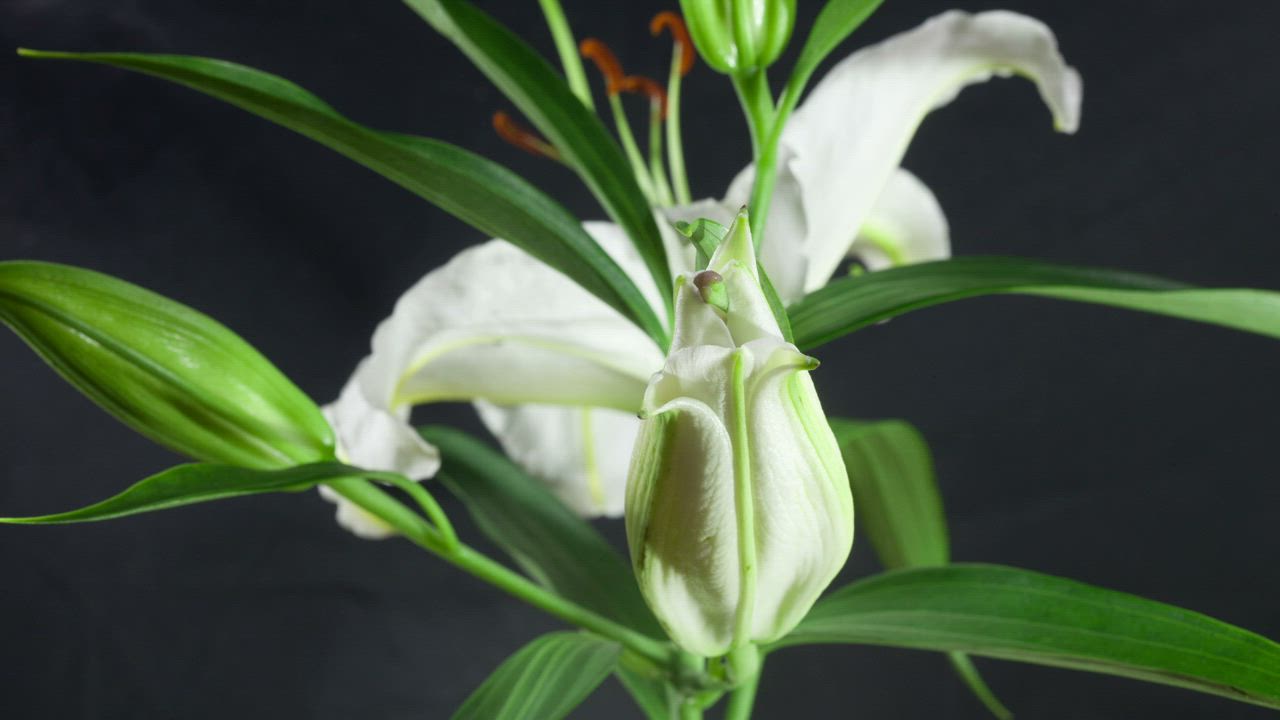 White flower opening, time-lapse - Free Stock Video