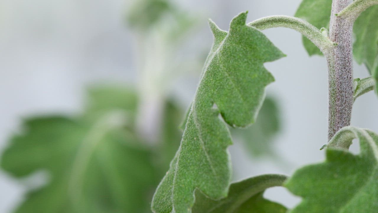 Leaf lifting in slow motion - Free Stock Video