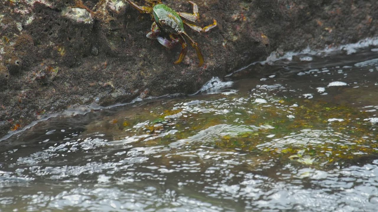 Crabs standing on a rock - Free Stock Video