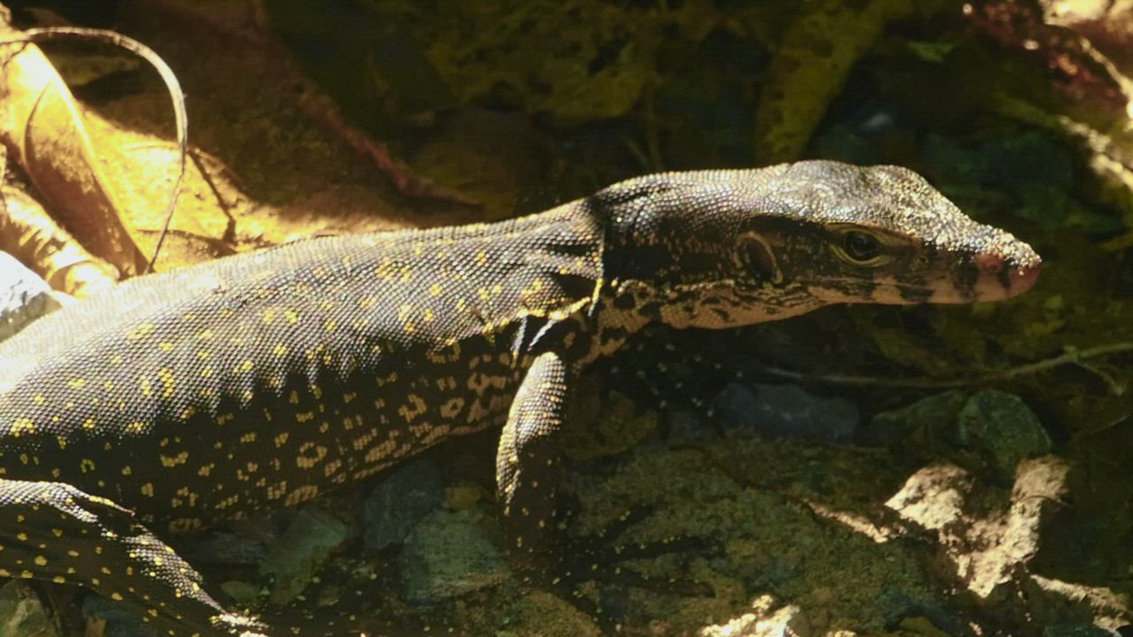 Lizard taking a sunbath - Free Stock Video
