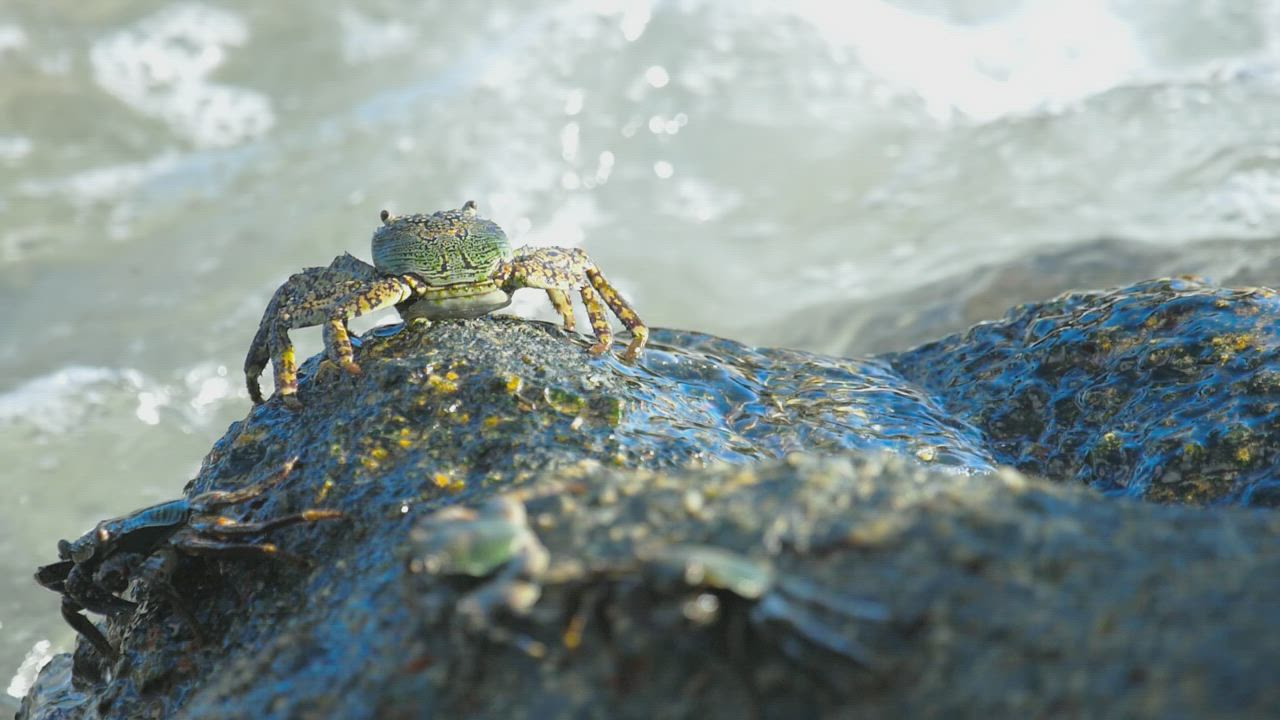 Crab standing on a rock with crashing waves - Free Stock Video