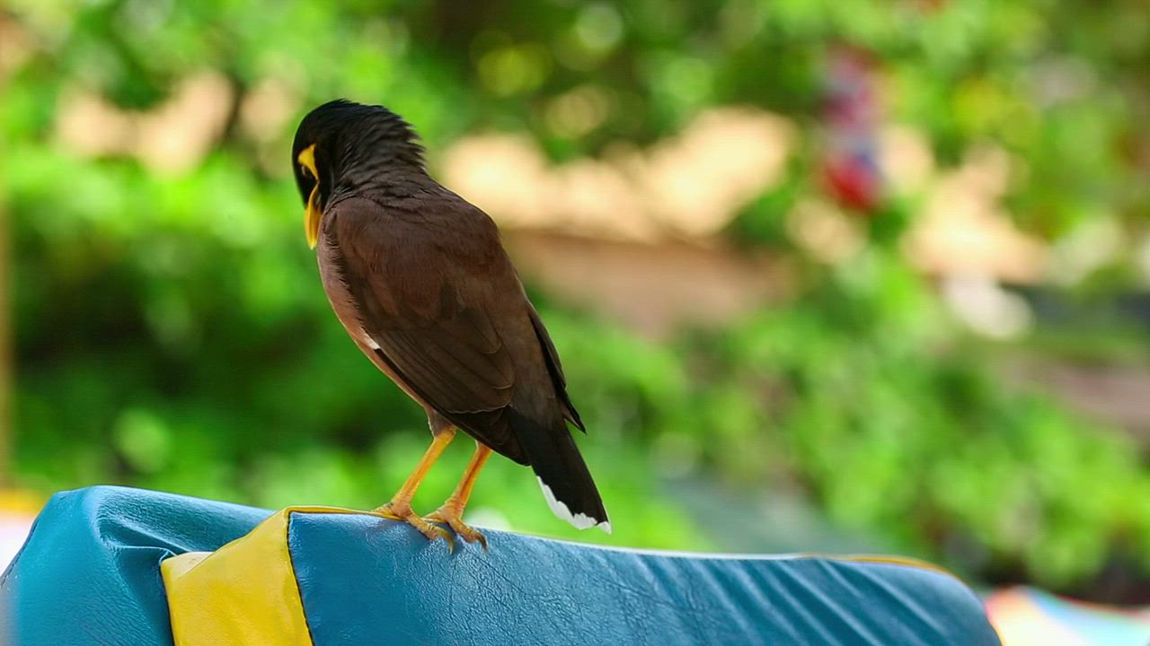 Bird cleaning his feathers - Free Stock Video