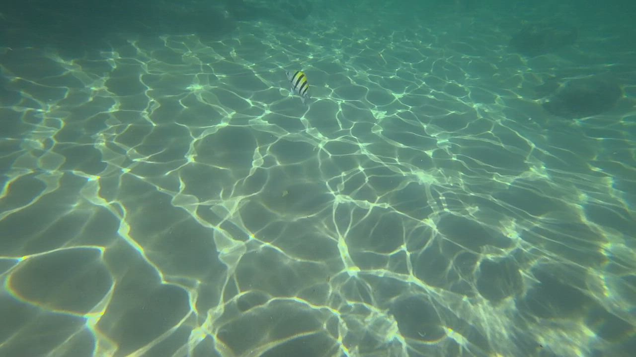 Tropical fish in the water - Free Stock Video