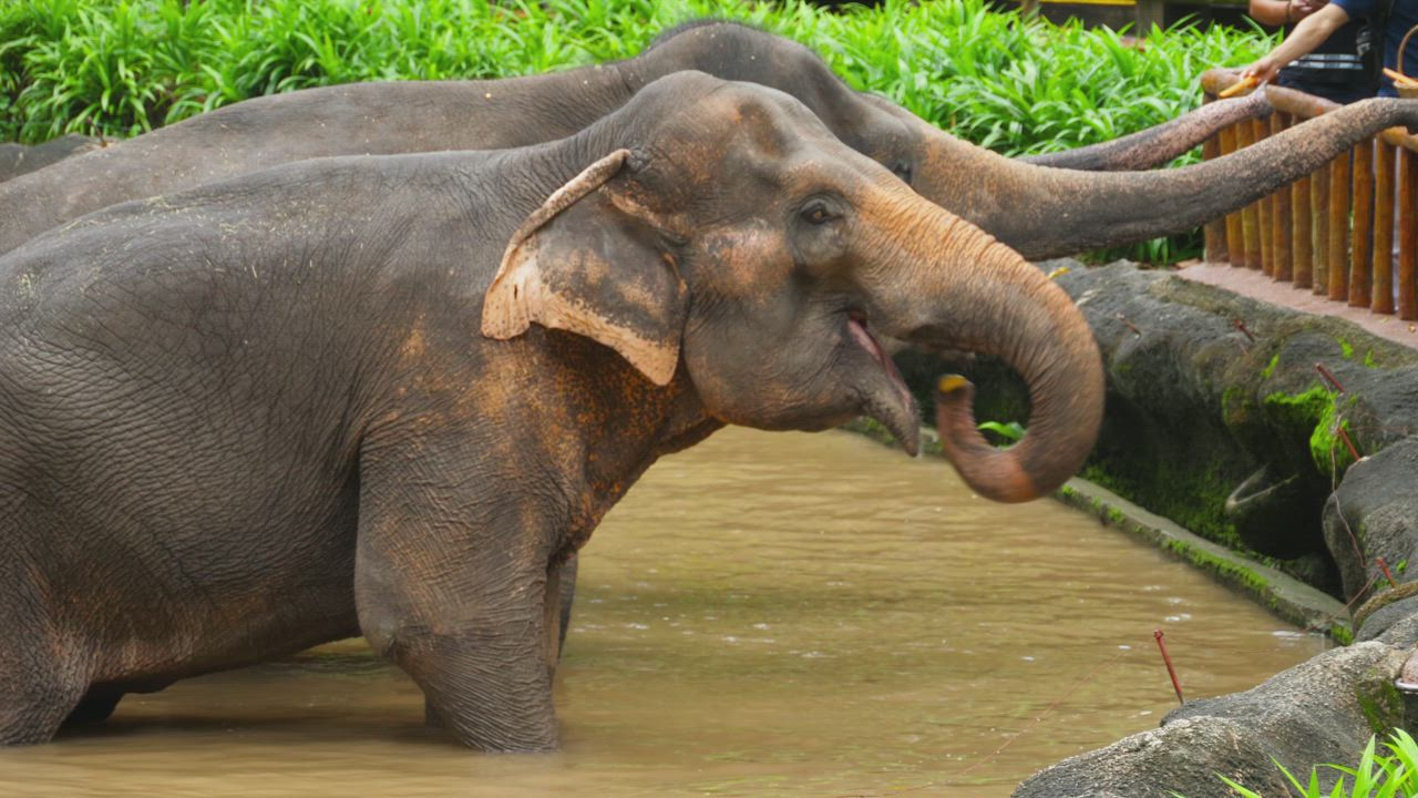 Elephants eating at the zoo - Free Stock Video