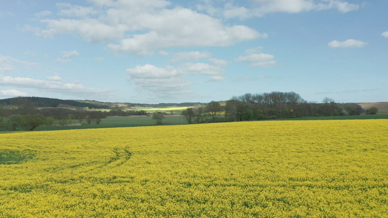 Summer fields - Free Stock Video