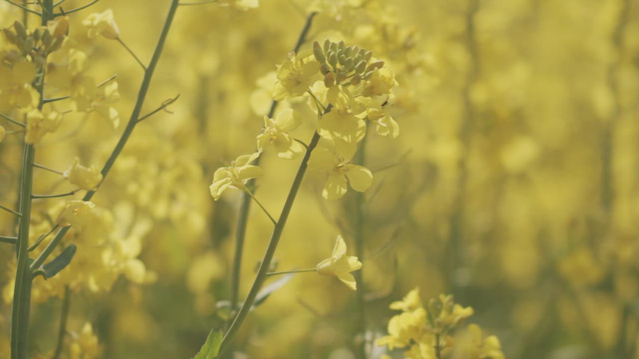 Detailed shot of flowering crops - Free Stock Video