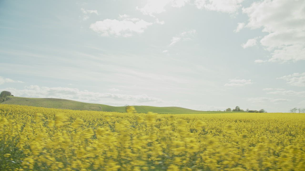 Farmers field in the summer - Free Stock Video