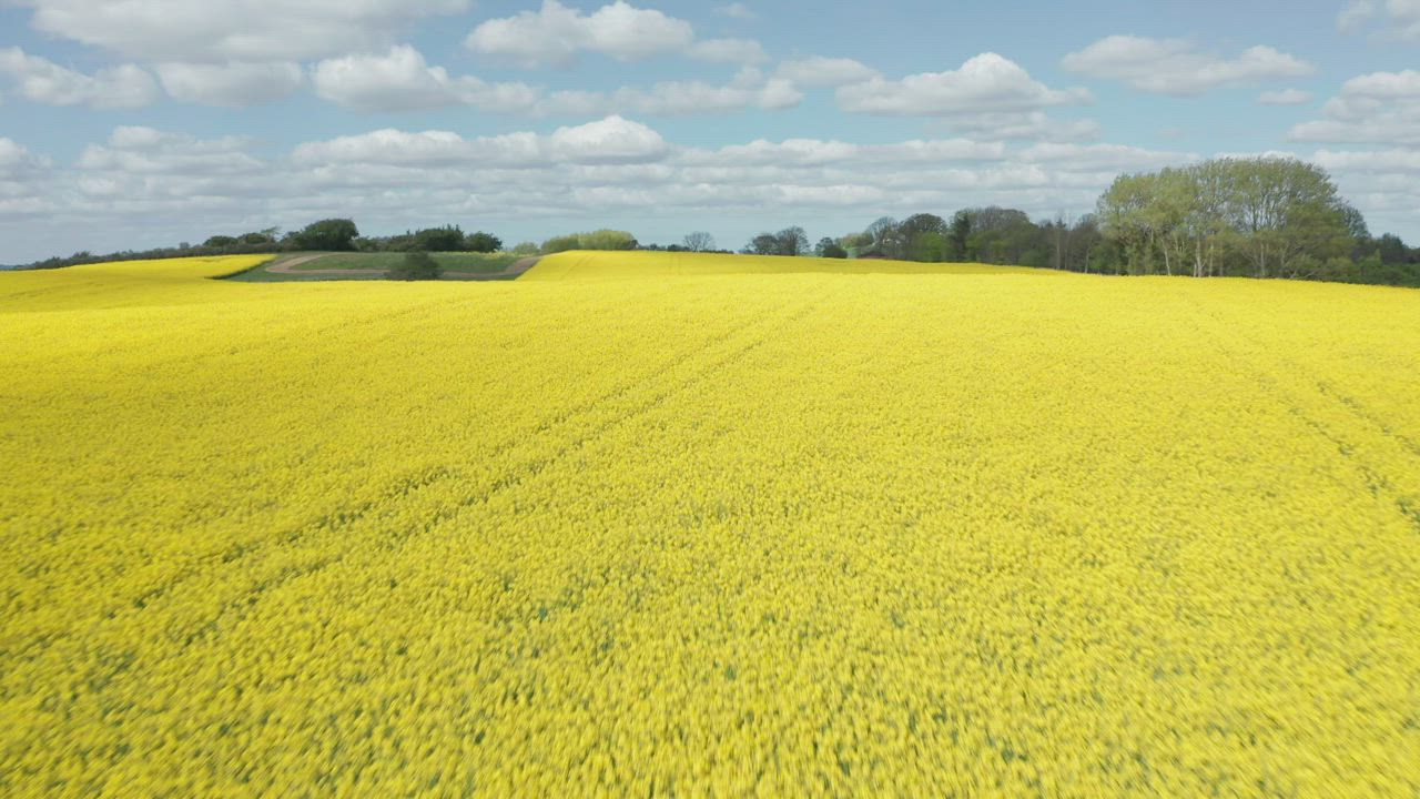 Field of yellow crops by a lake - Free Stock Video