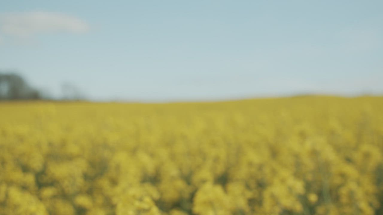 Field of yellow crops in hazy sunshine - Free Stock Video