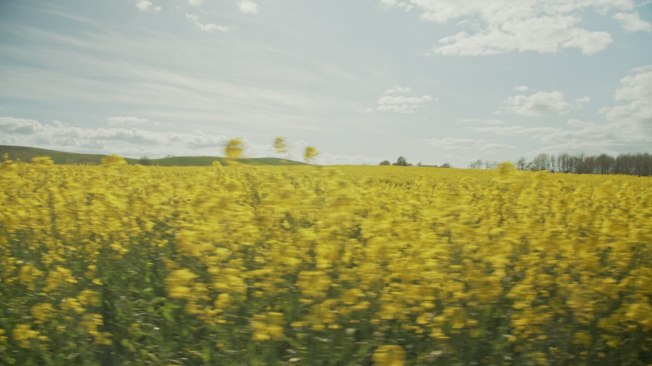 Bright yellow crops in the summer - Free Stock Video