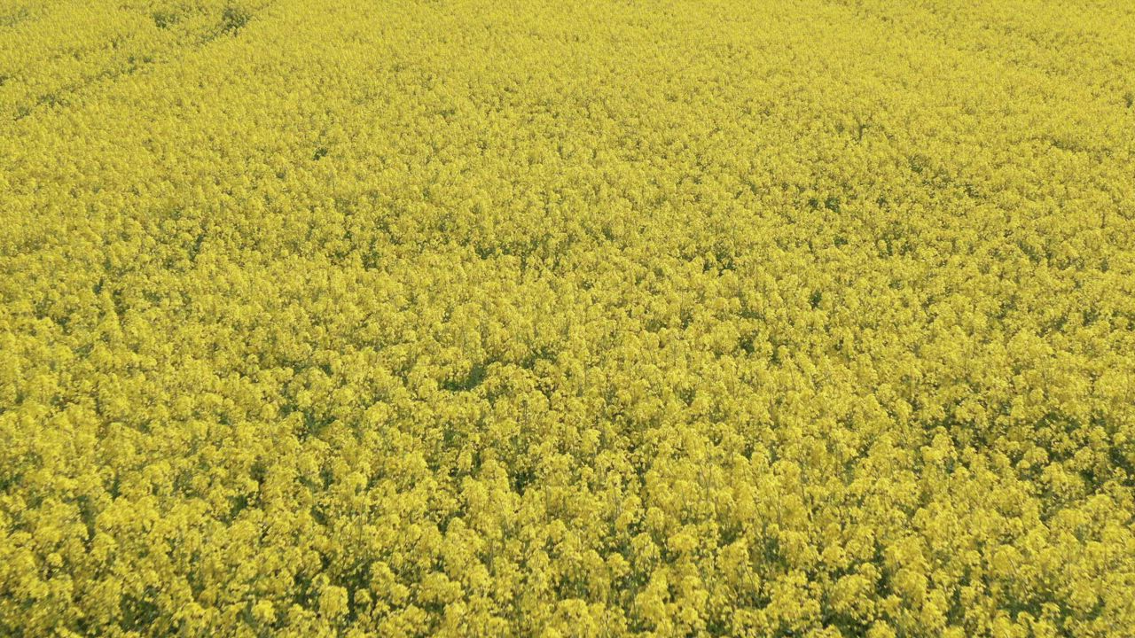 Drone flying low over a field - Free Stock Video