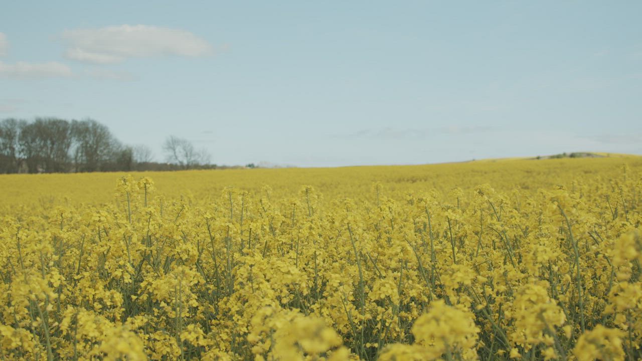 Calm breeze over fields - Free Stock Video