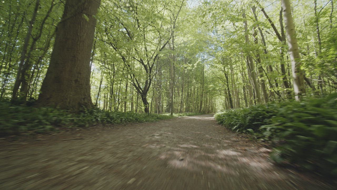 Woman running through a forest - Free Stock Video