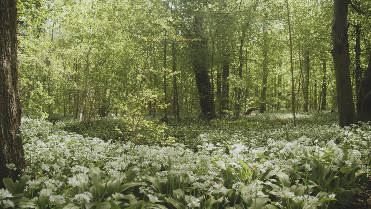 Breeze moving through a forest - Free Stock Video