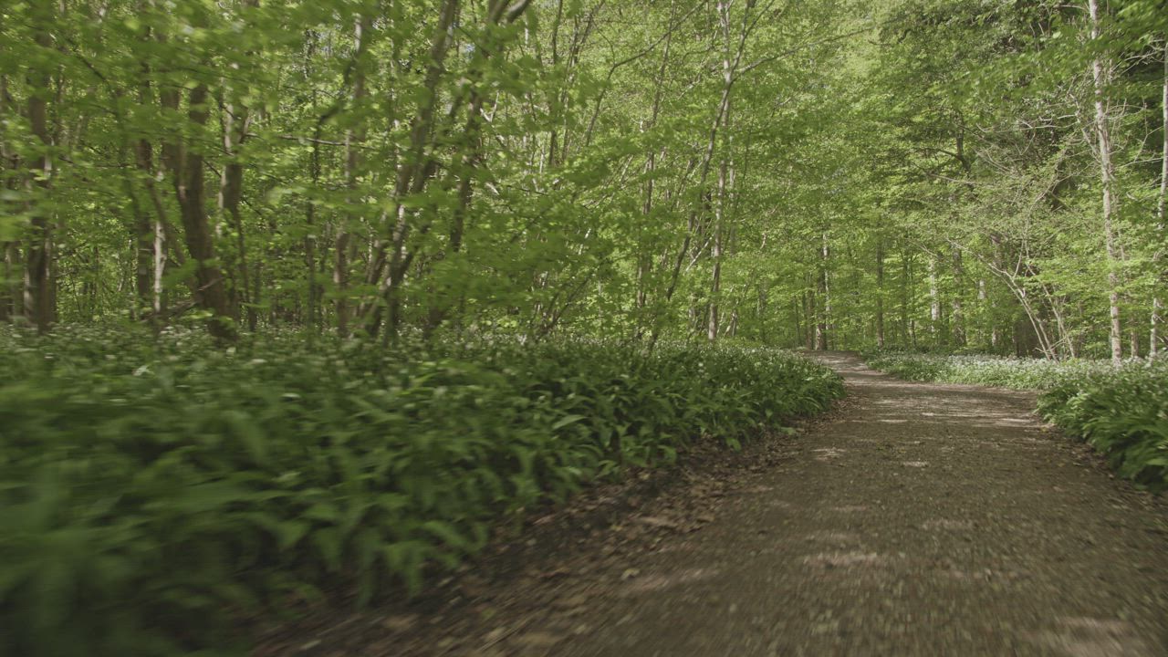 Forest running trail - Free Stock Video