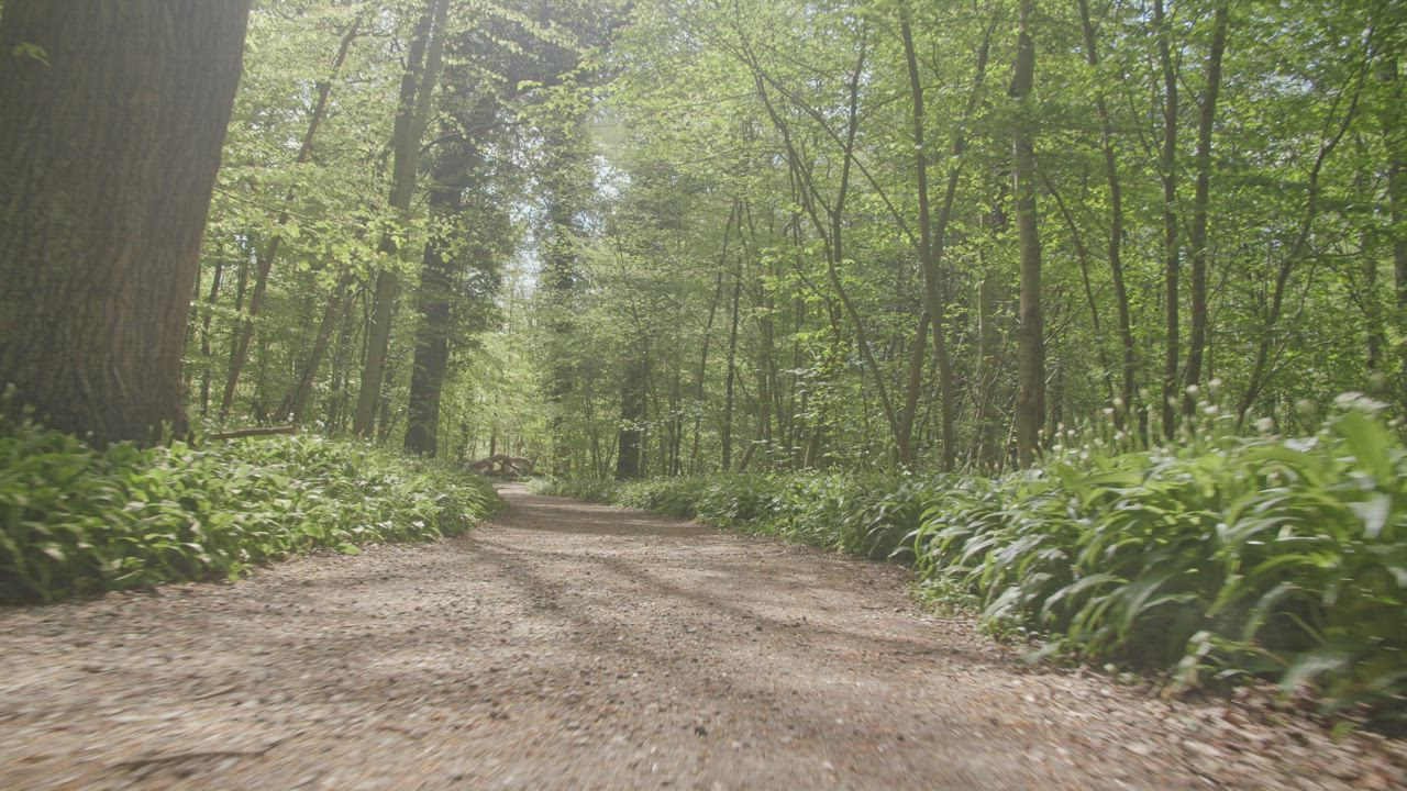 Forest running trail in summer - Free Stock Video