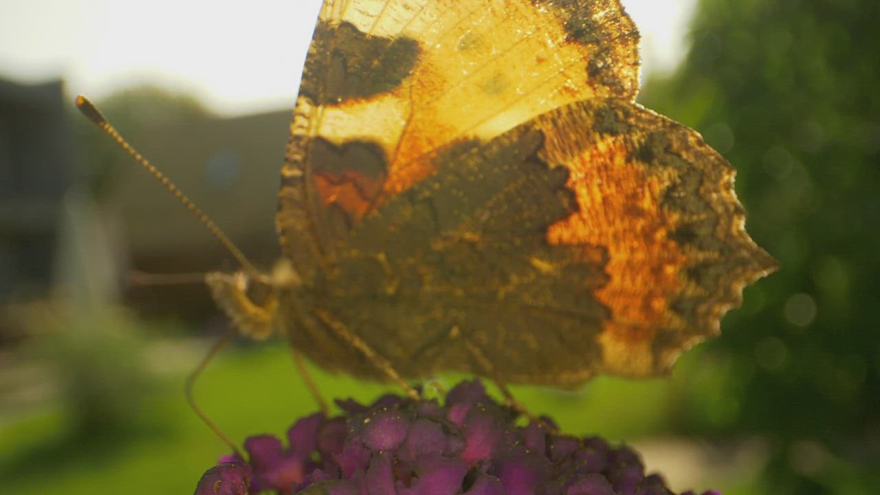 Butterfly leaving a flower - Free Stock Video