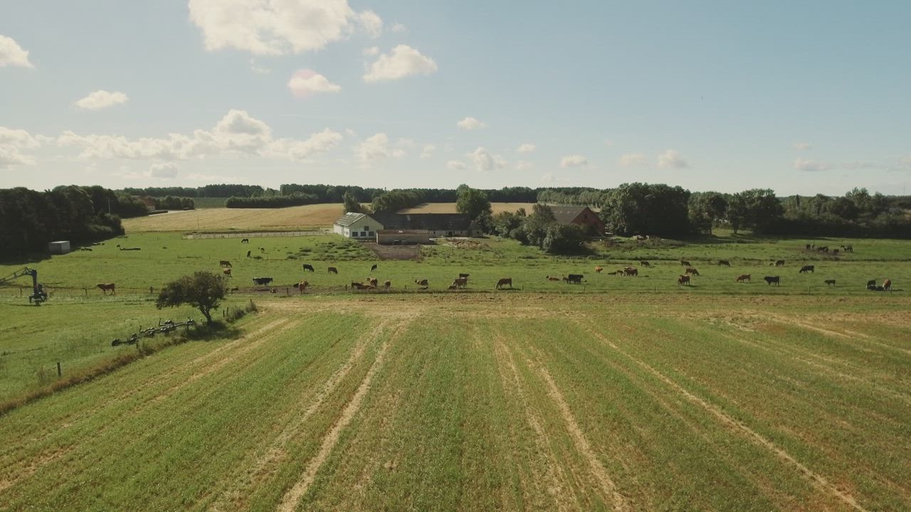 Farm animals in a field - Free Stock Video
