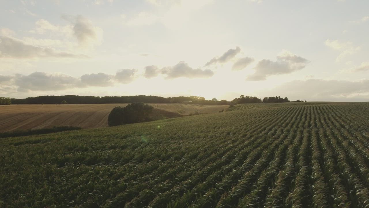 Wind blowing over crops - Free Stock Video