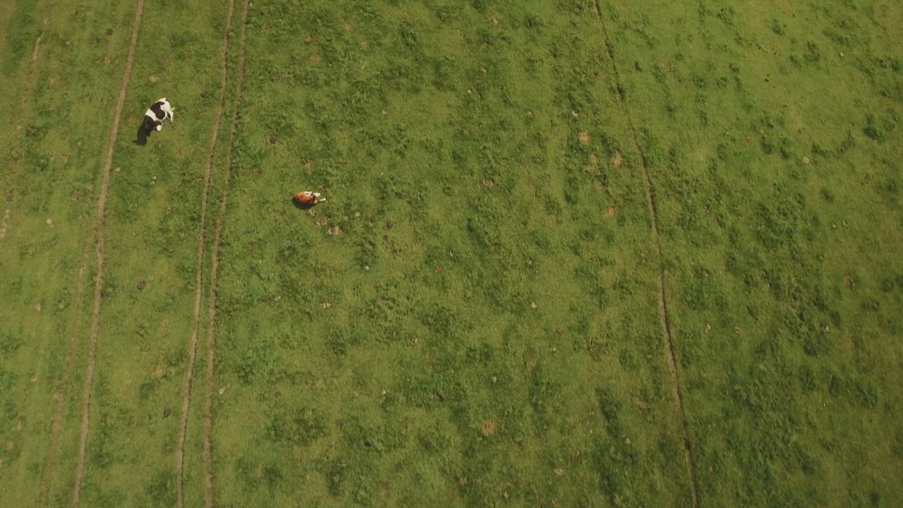 Farm animals feeding in a field - Free Stock Video