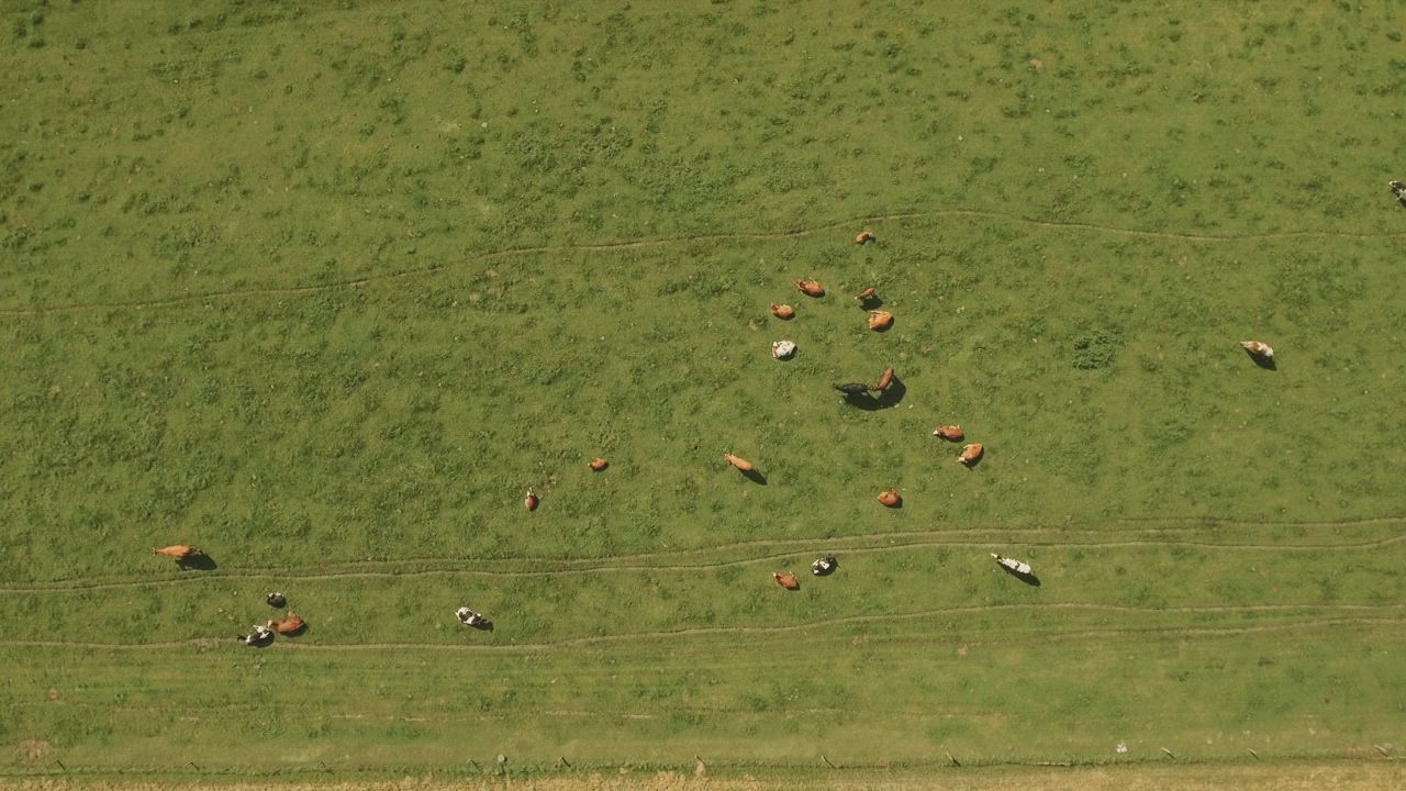 Cows grazing in a field - Free Stock Video