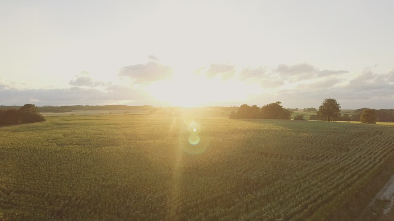 Summer sunshine over a field - Free Stock Video