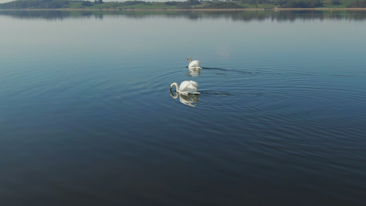 Swans moving across water - Free Stock Video