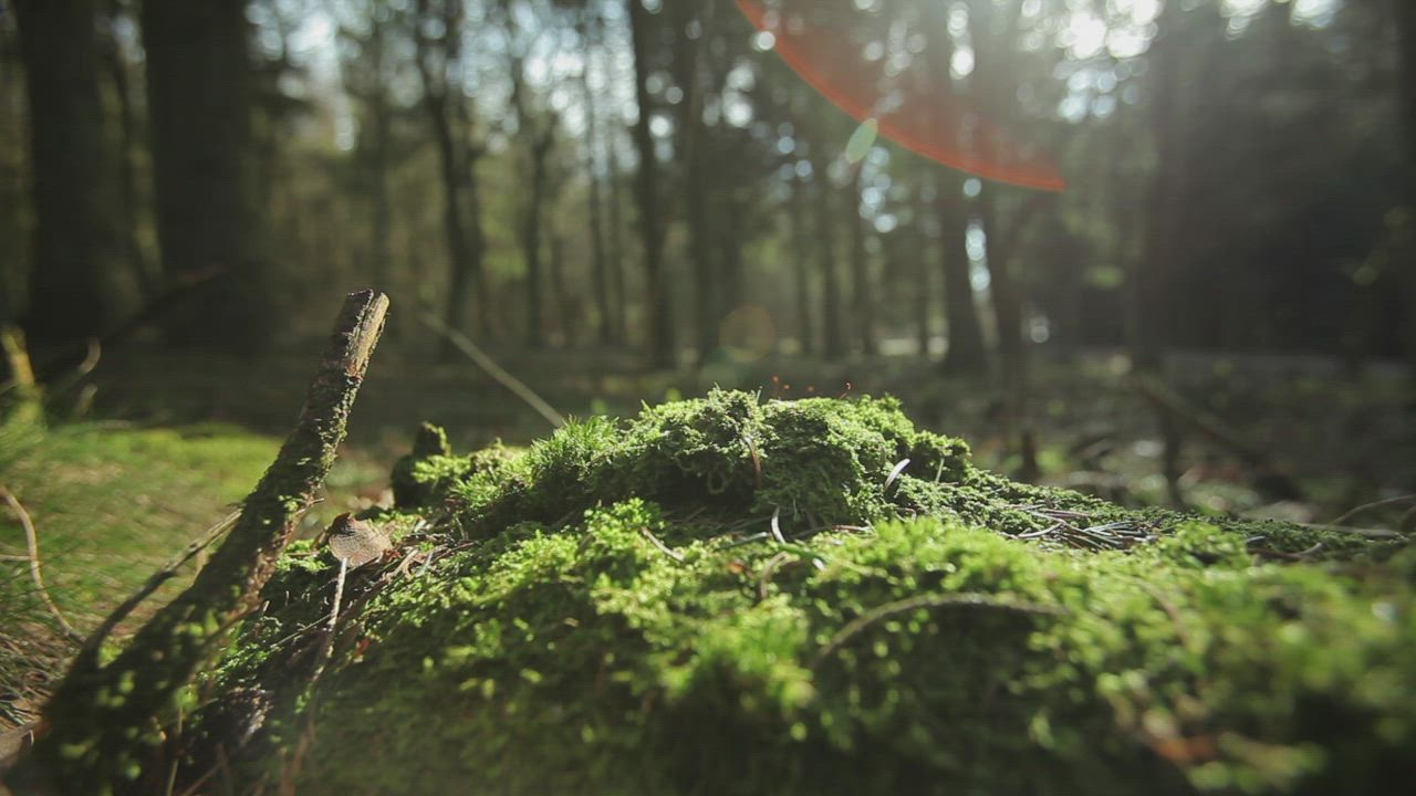 Beautiful forest floor - Free Stock Video