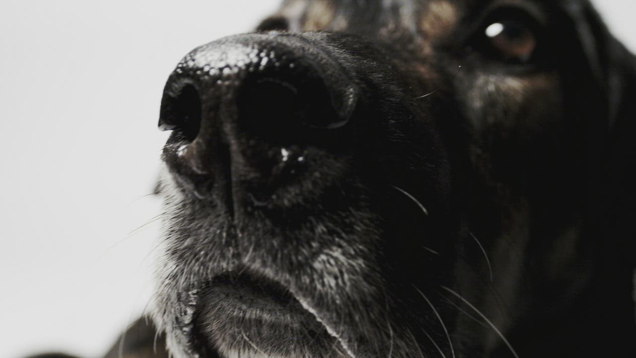 Dog sniffing at the camera - Free Stock Video