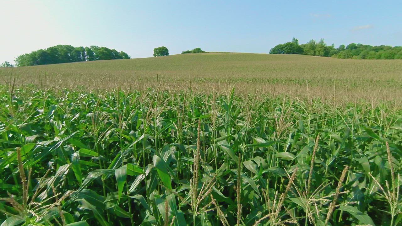 Corn field before harvest - Free Stock Video