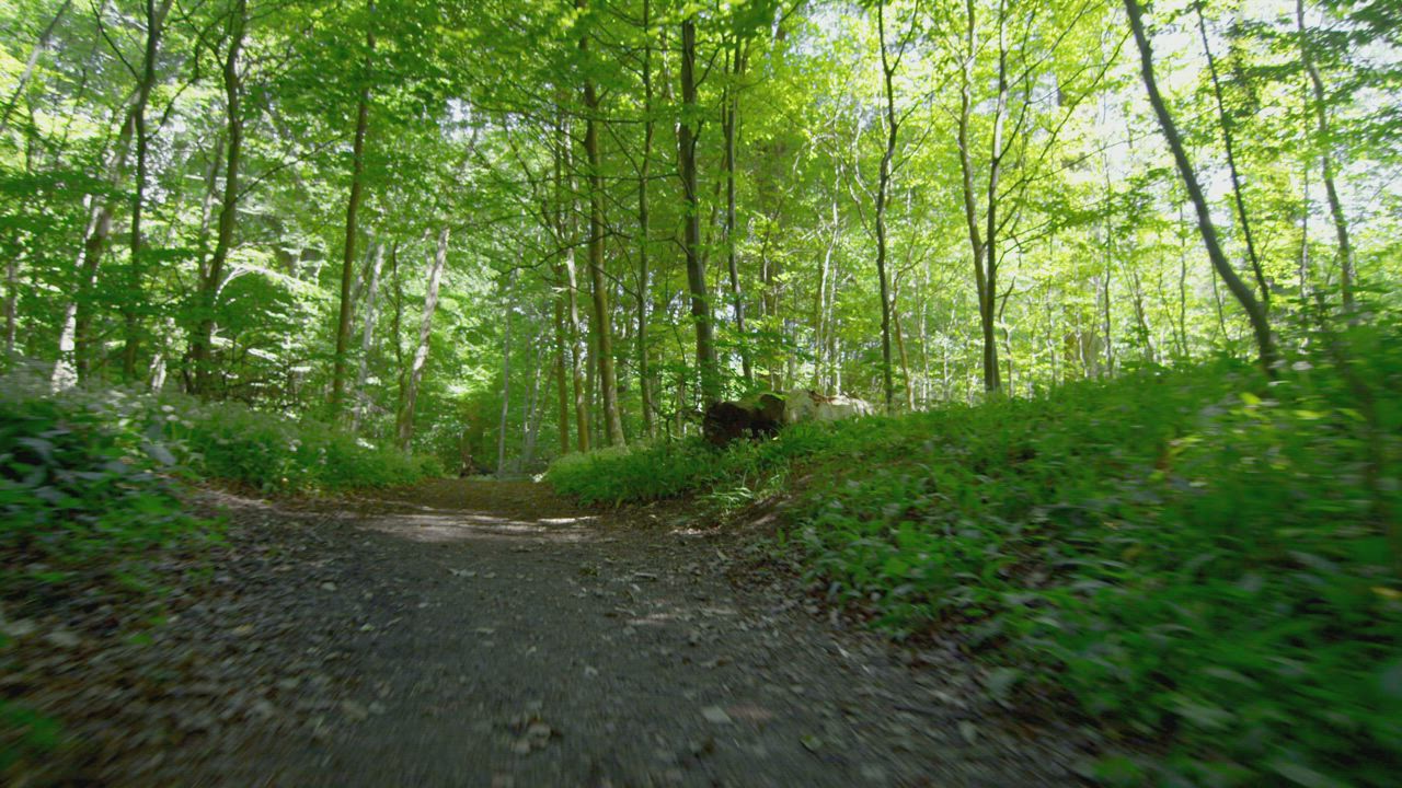 Young man running through the woods - Free Stock Video