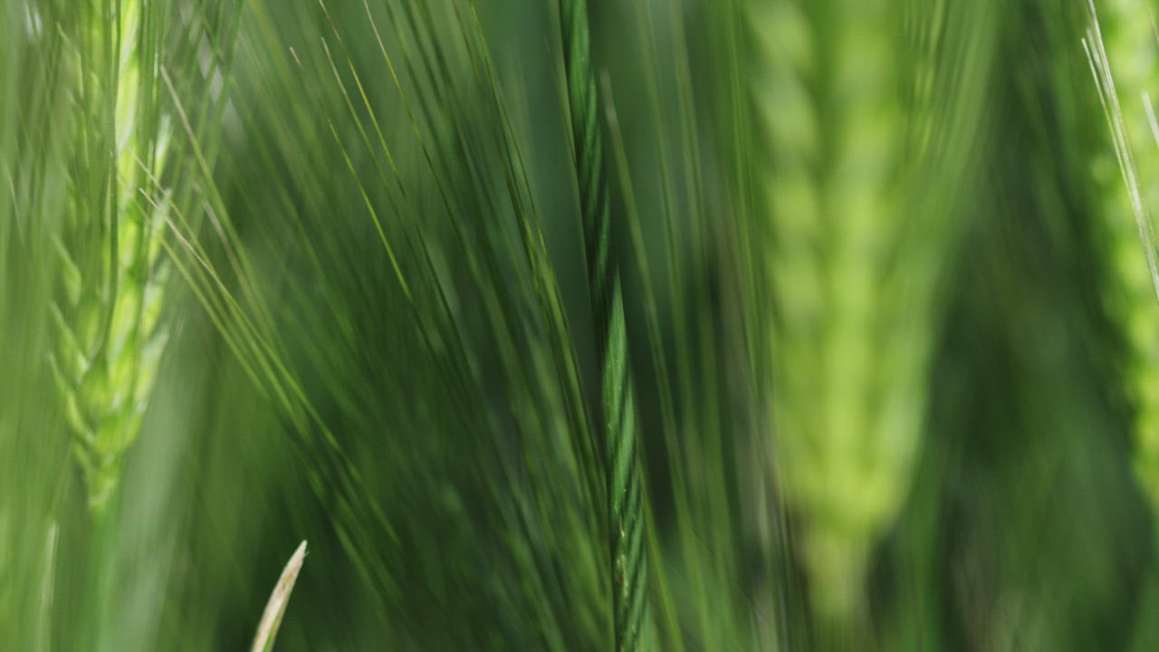 Crops blowing in the wind - Free Stock Video