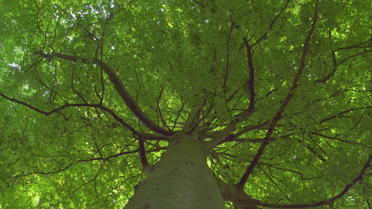 Large tree canopy - Free Stock Video