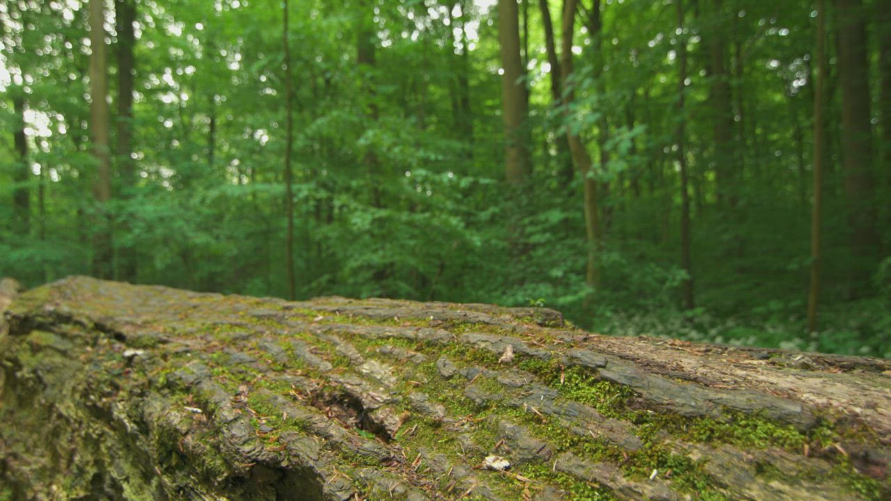 Tree trunk across the path - Free Stock Video